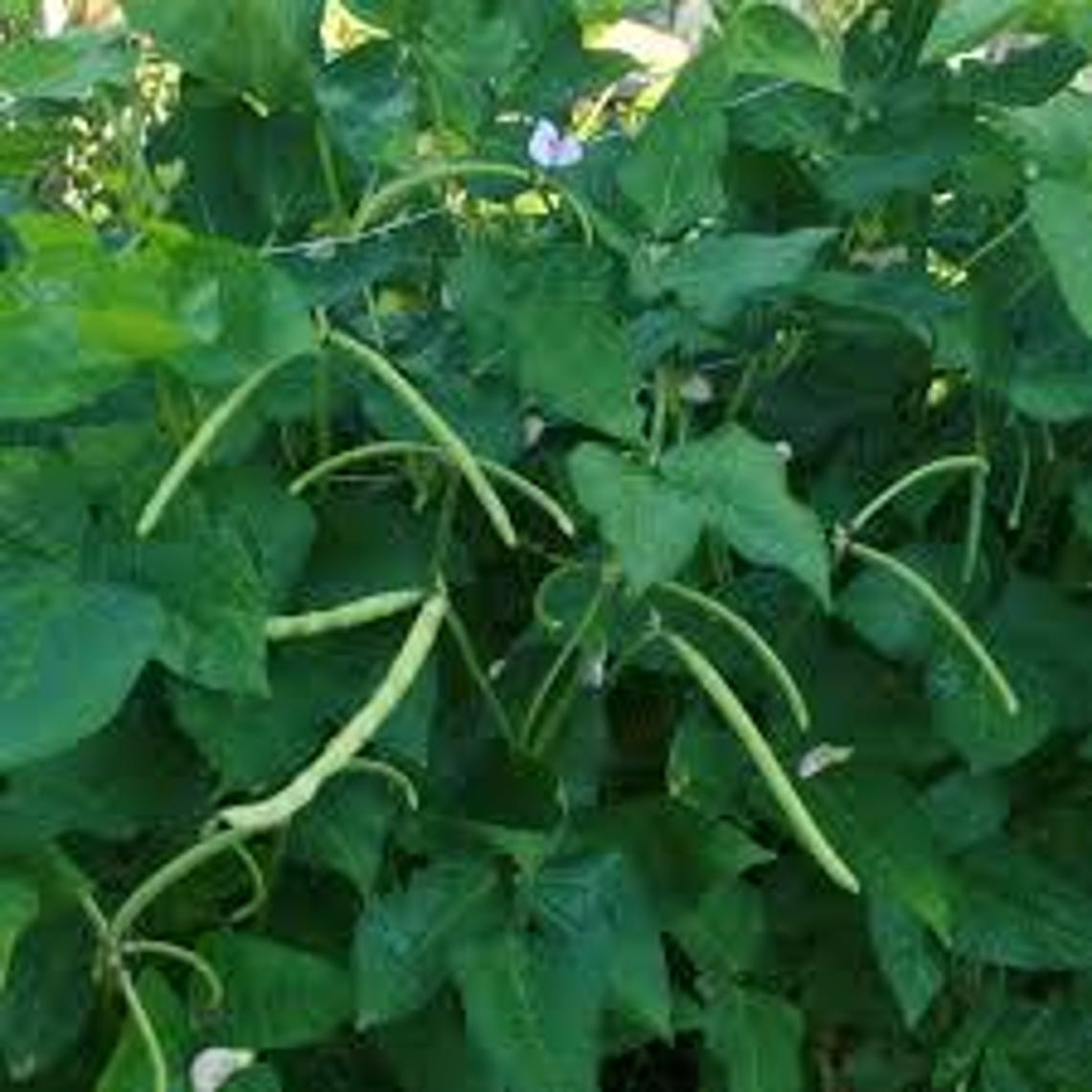 Mississippi Silver Cow Pea Seeds - Heirloom Variety (100 Seeds) - Etsy