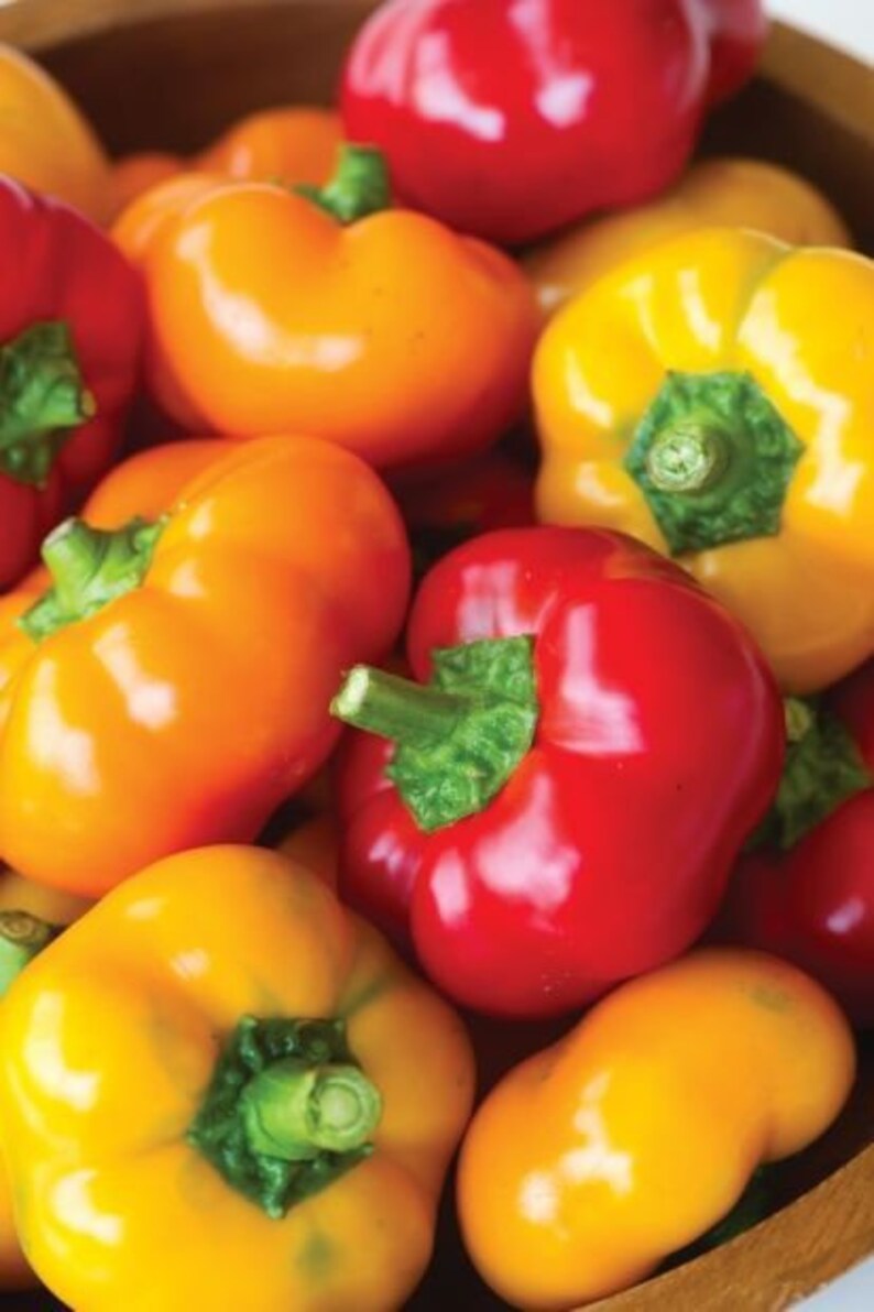 Pepper Right on red Hungarian cheese pepper seeds 15 | Etsy