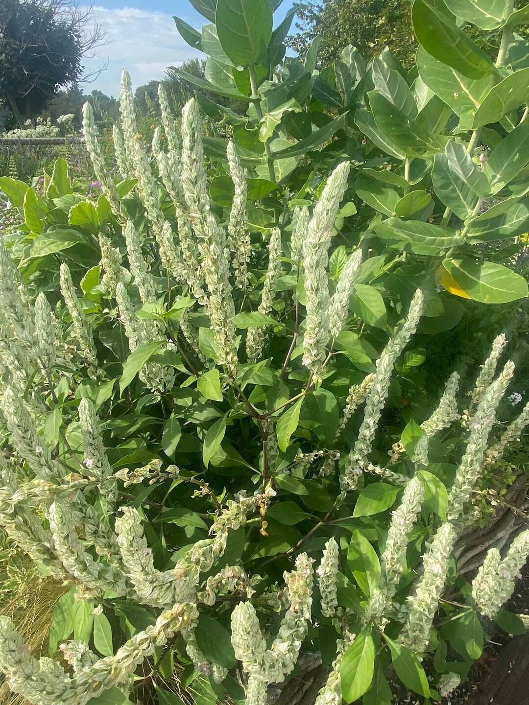 Basil Blue Spice Heirloom Seed 25 - Etsy