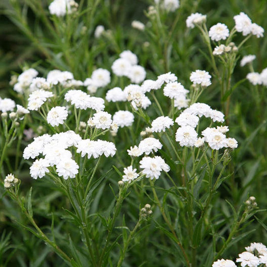 Yarrow Pearl Double Diamond Heirloom Seeds 30 - Etsy