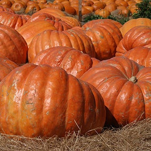 Pumpkin Dill’s Atlantic Giant Pumpkin Seeds 5 - Etsy