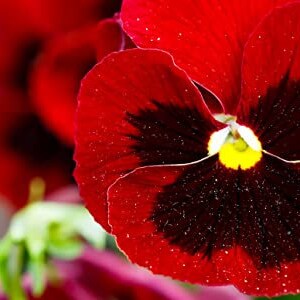 Viola Arkwright Ruby Heirloom Flower Seed 50 - Etsy