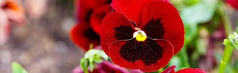 Viola Arkwright Ruby Heirloom Flower Seed 50 - Etsy