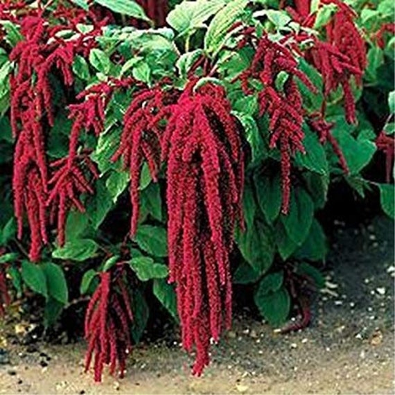 Amaranth Love-lies Bleeding Flower Seeds 50 - Etsy