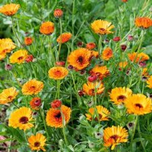 Calendula Alpha Organic Flower Seed 50 - Etsy