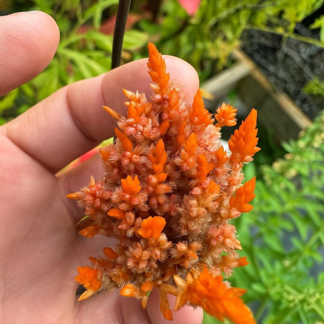 Celosia Celway Terracotta Seed 25 - Etsy