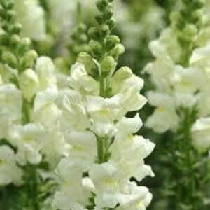 Snapdragon White Legend Seed 25 - Etsy