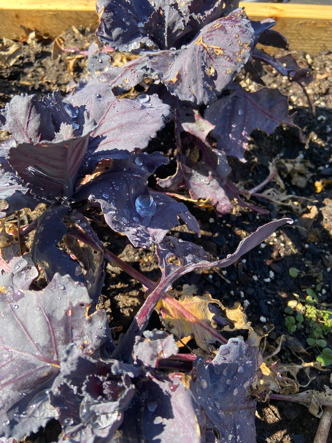 Cabbage Ruby Perfection Vegetable Seed 50 | Etsy