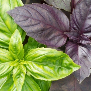 Basil Red Rubin Basil Seeds 50 - Etsy