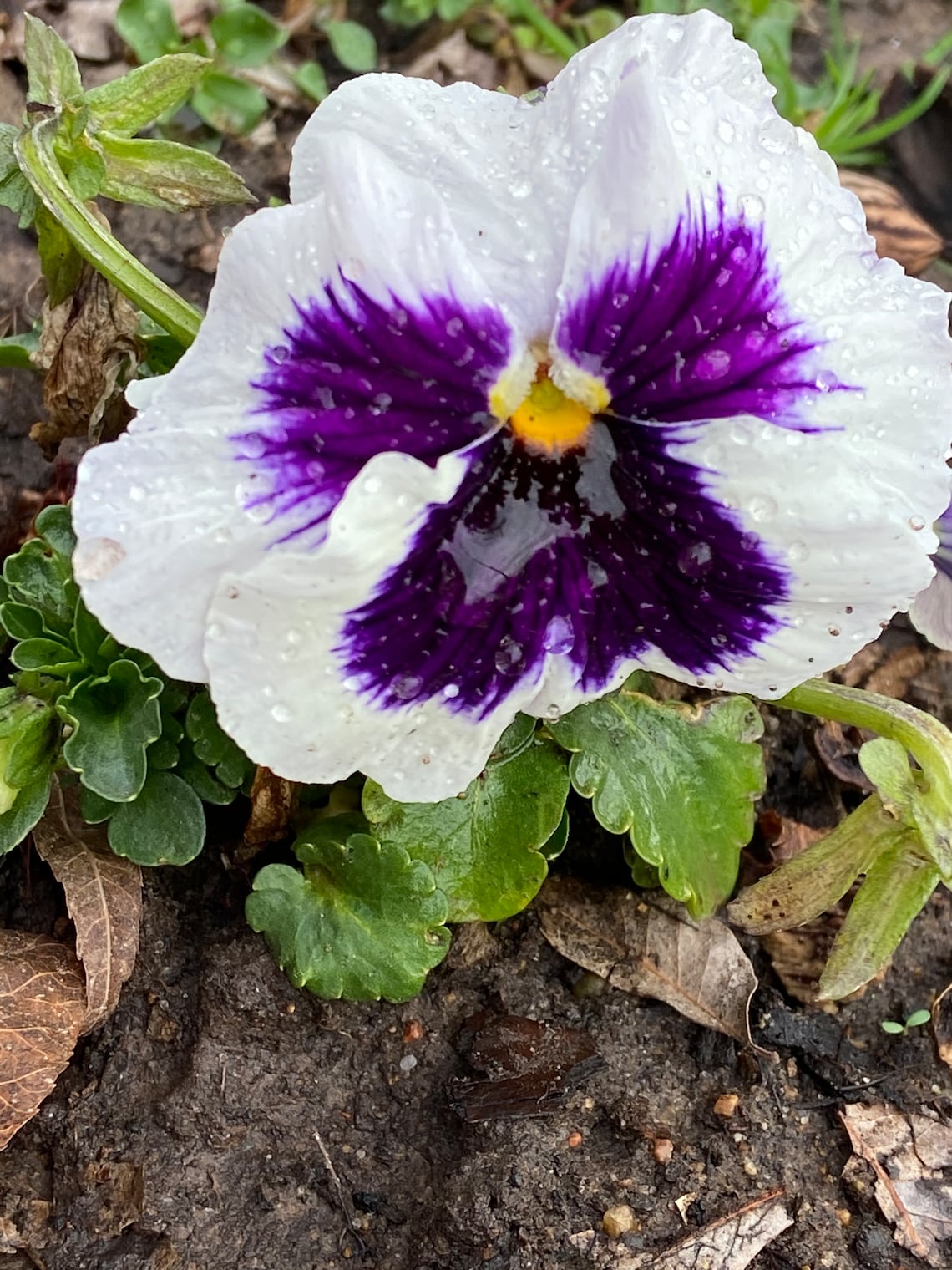 Pansy Super Beaconsfield Heirloom Seed 25 - Etsy