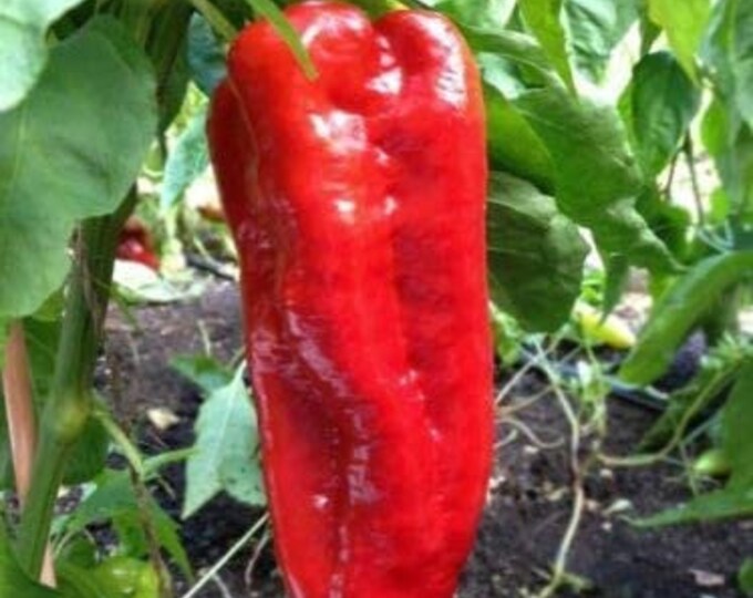 Purple Marconi Pepper Seeds - Etsy