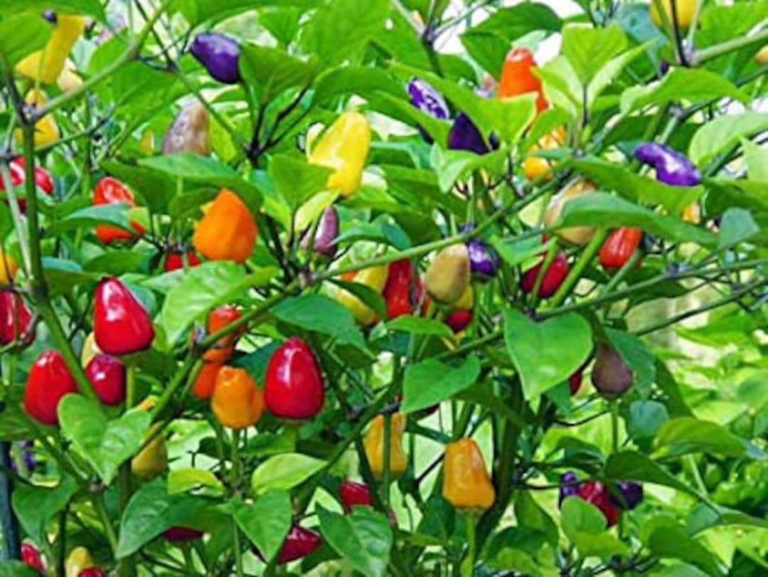 Pepper Chinese Five Star Pepper Seeds 15 - Etsy