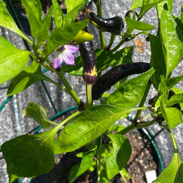 Count Dracula - Etsy