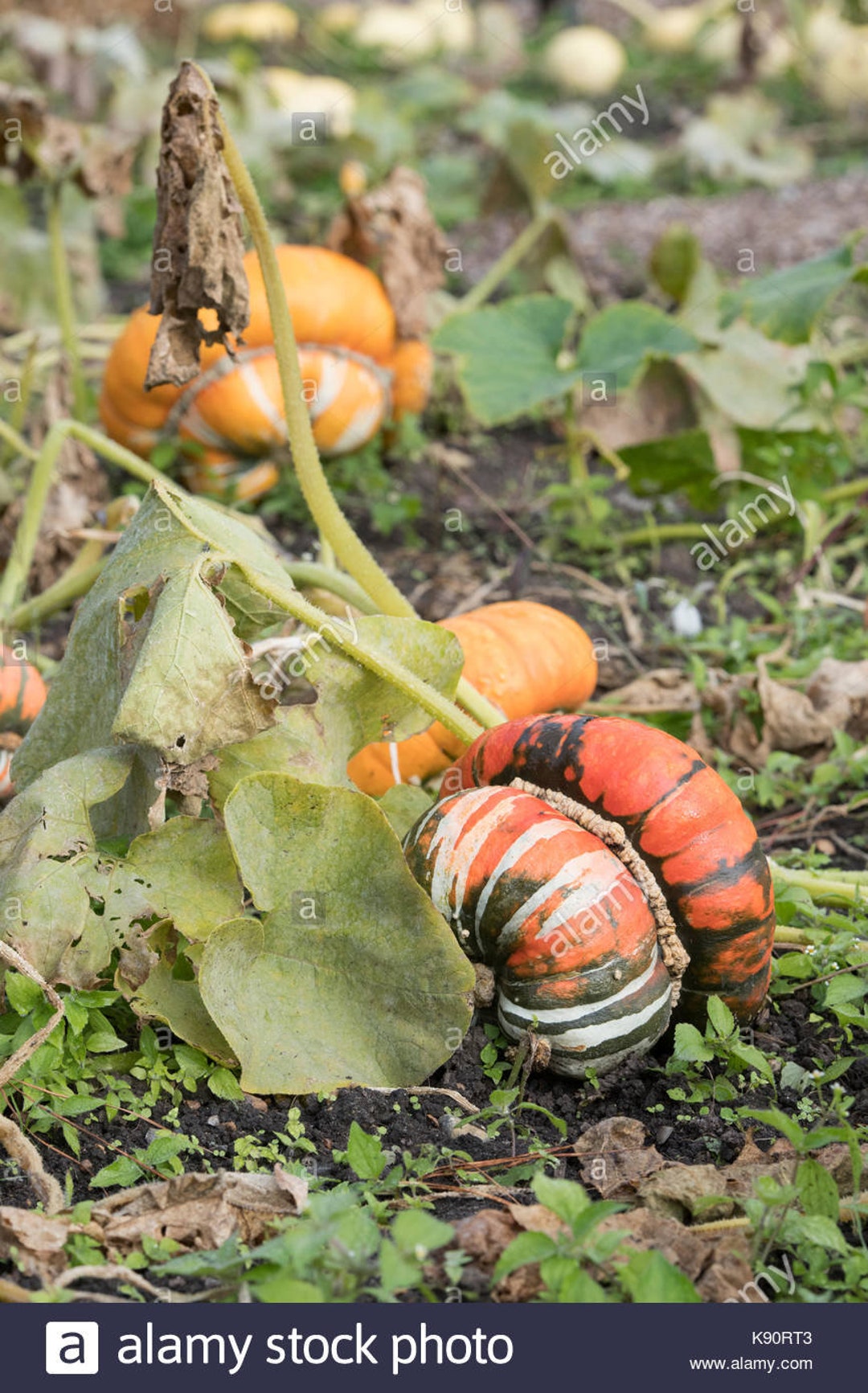 Pumpkin Gourd Turks Turban Seed 15 - Etsy