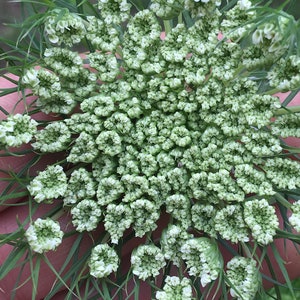 Dara Ammi Daucus Carotenoid Seeds 25 NO WA - Etsy Canada