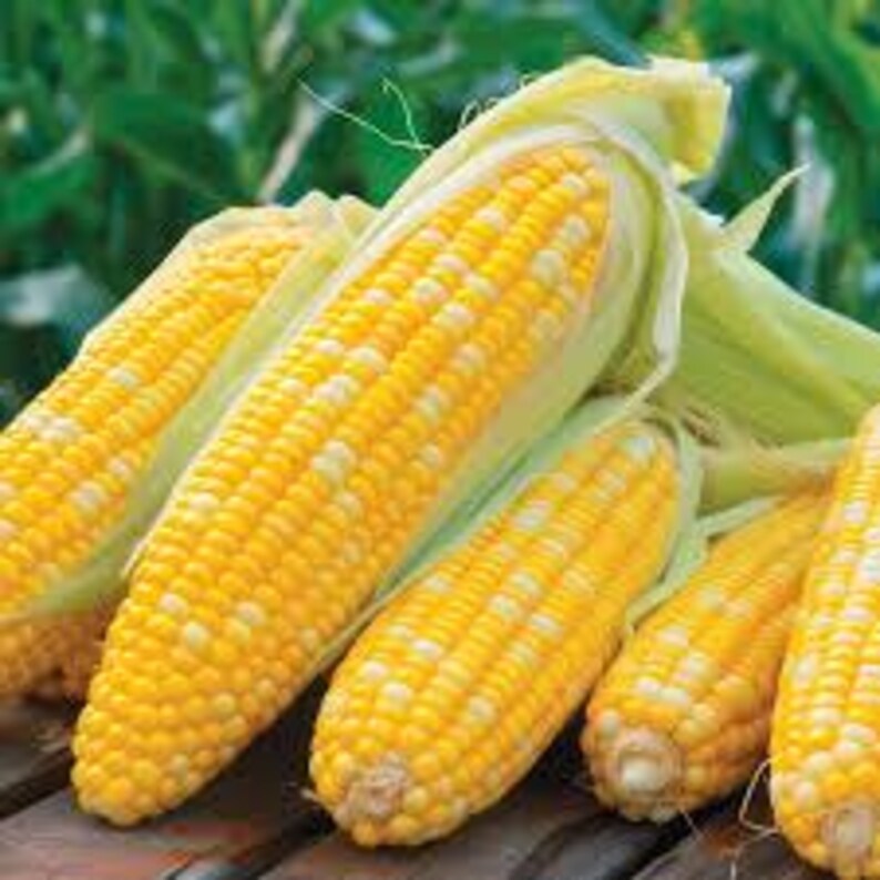 Corn Serendipity Bi- Color Corn Seeds - Etsy
