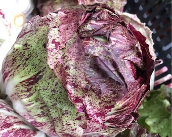 Castelfranco Heirloom Seeds 25 - Etsy