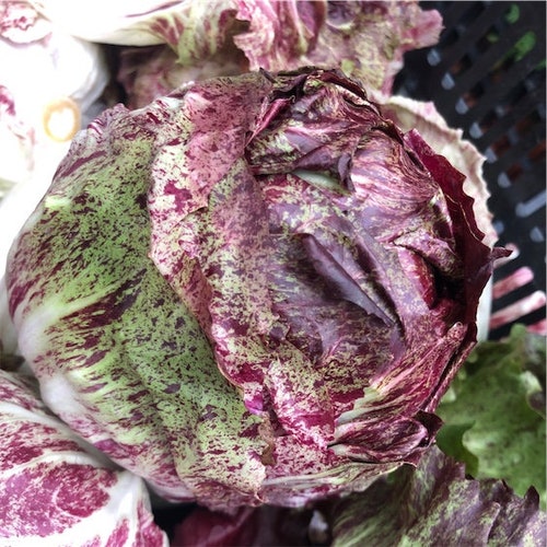 Castelfranco Heirloom Seeds 25 - Etsy