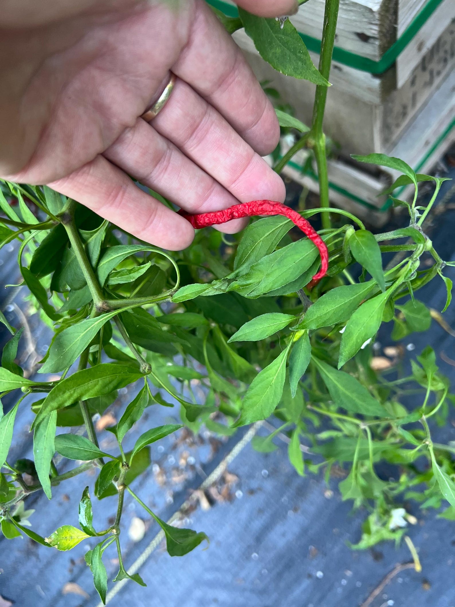 Pepper Jwala Finger Pepper Seeds 10 - Etsy