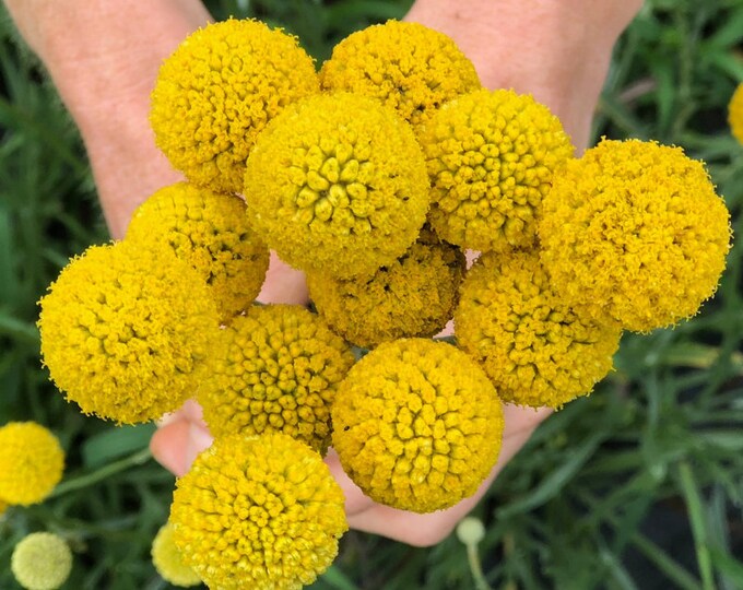 Craspedia Sun Ball Flower Seed 25 - Etsy