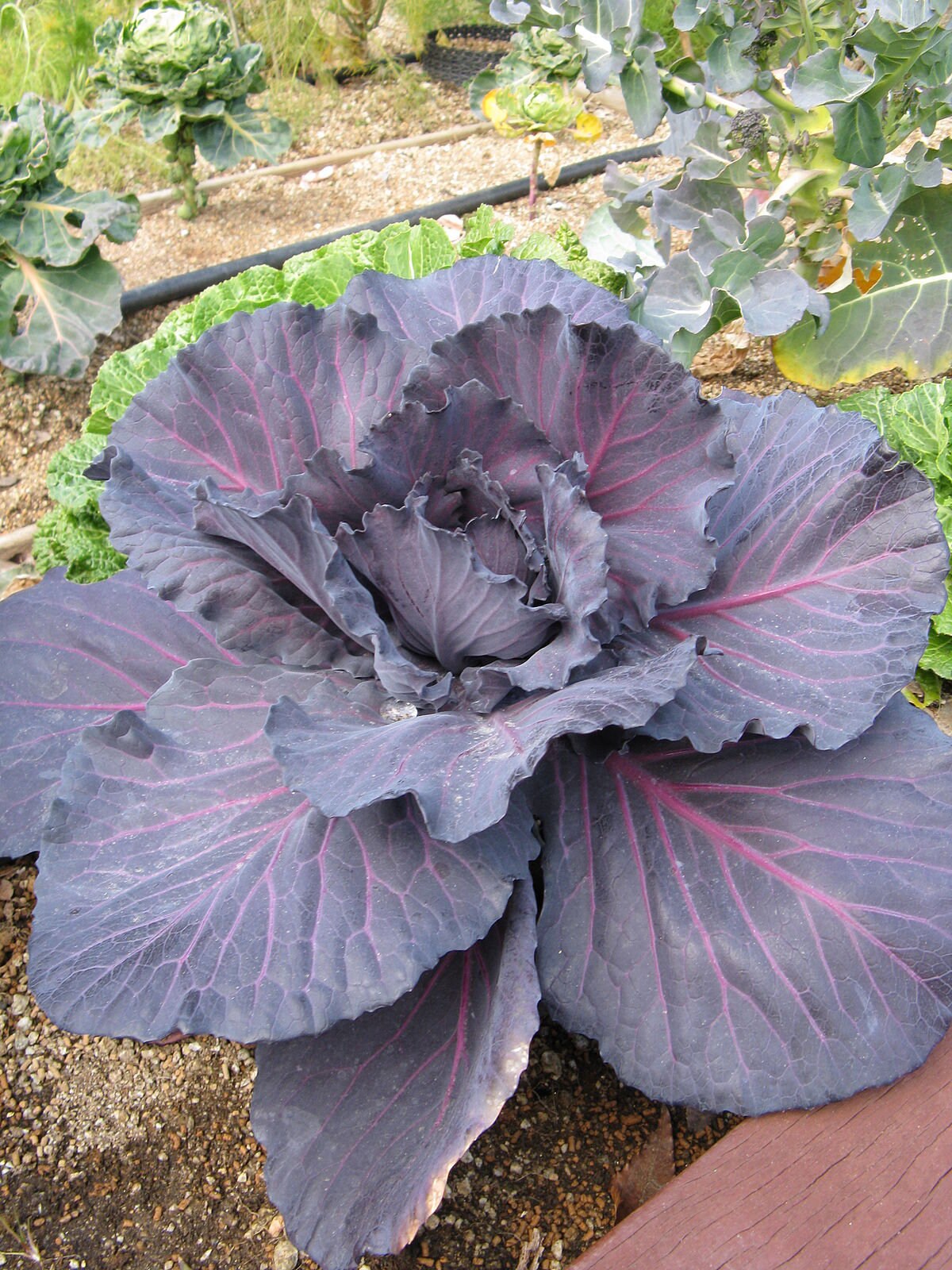 Cabbage Ruby Perfection Vegetable Seed 50 | Etsy
