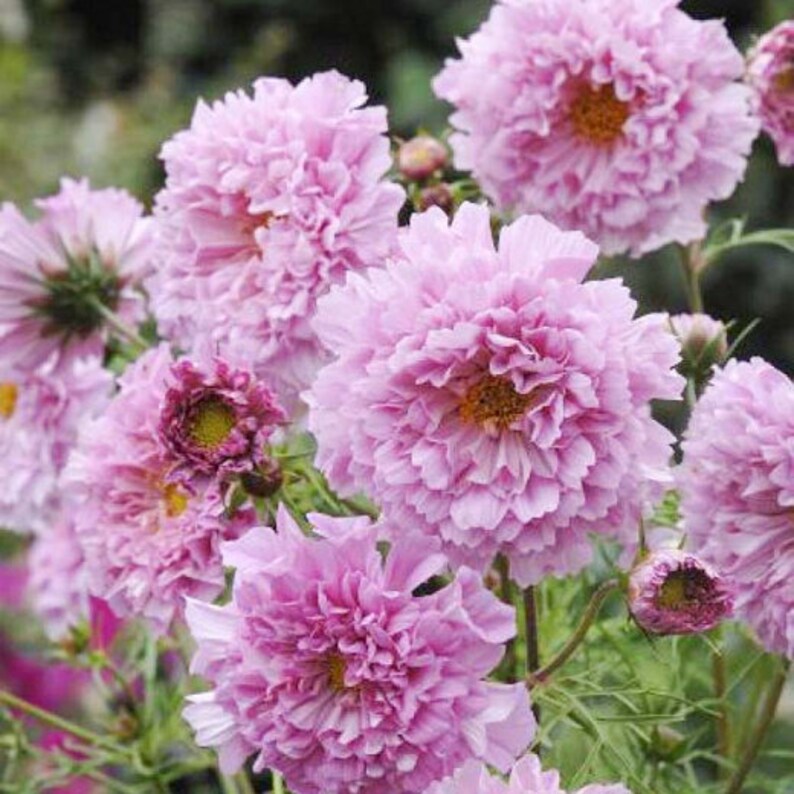 Cosmos Double Click Bicolor Pink Seeds 25 | Etsy