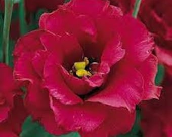 Lisianthus Doublini Blue Pelleted Flower Seed 25 - Etsy