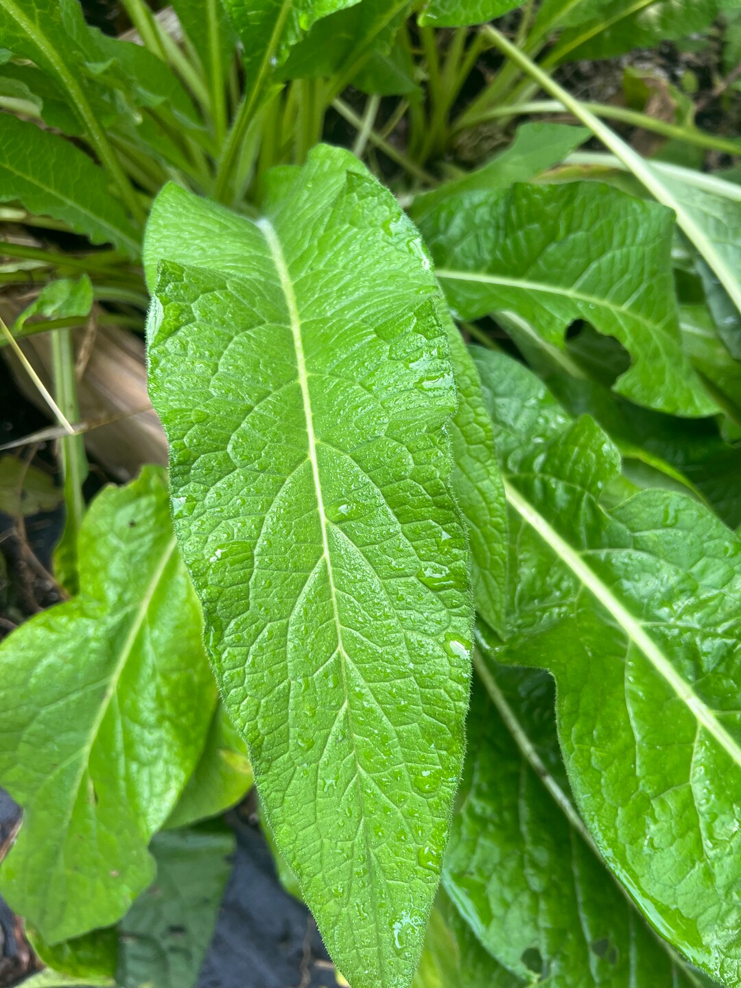 Comfrey Organic Fresh Leaves 5-11-20 Herbal Remedy - Etsy