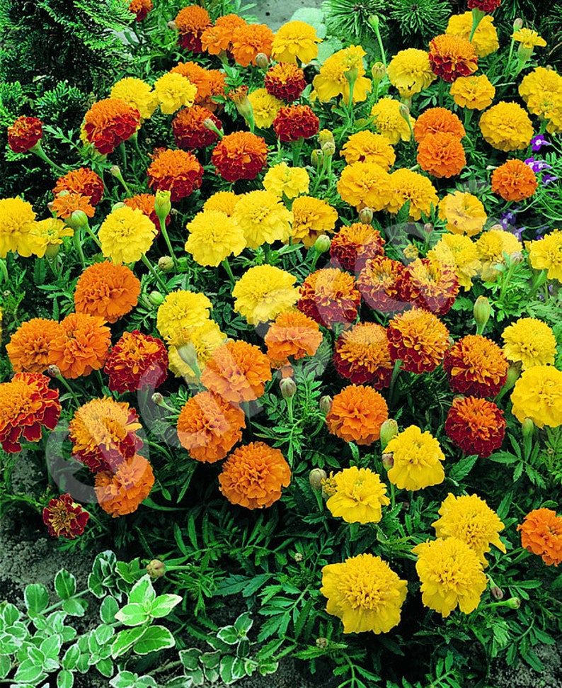 Marigold Petite Makes Heirloom Seeds 25 - Etsy