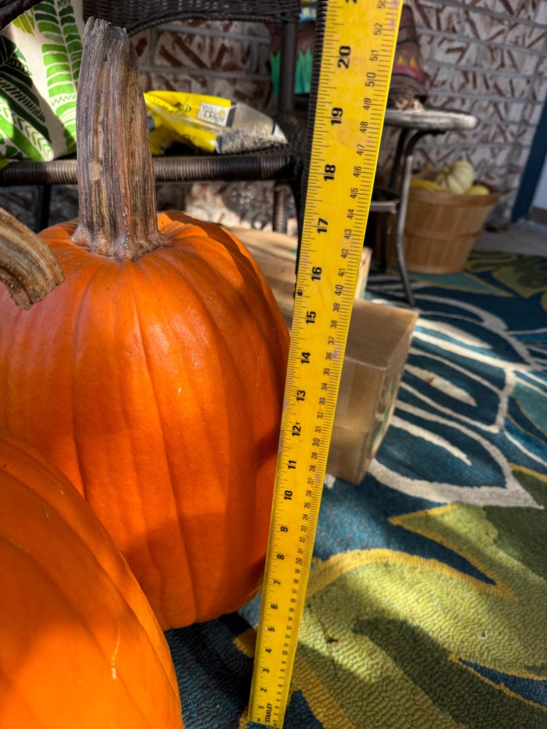 Rare Giant Pumpkins 19-inches Tall Extra Large Pumpkin Seed 15 - Etsy