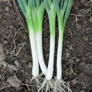 Onion Tokyo Long White Heirloom Seed 100 - Etsy