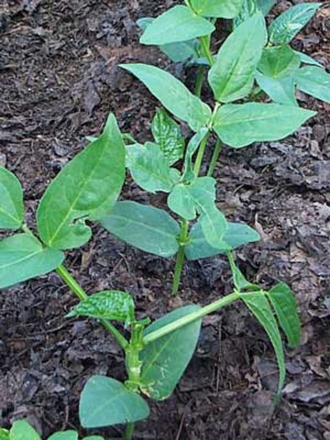 Crowder Pea Seeds 100 - Etsy