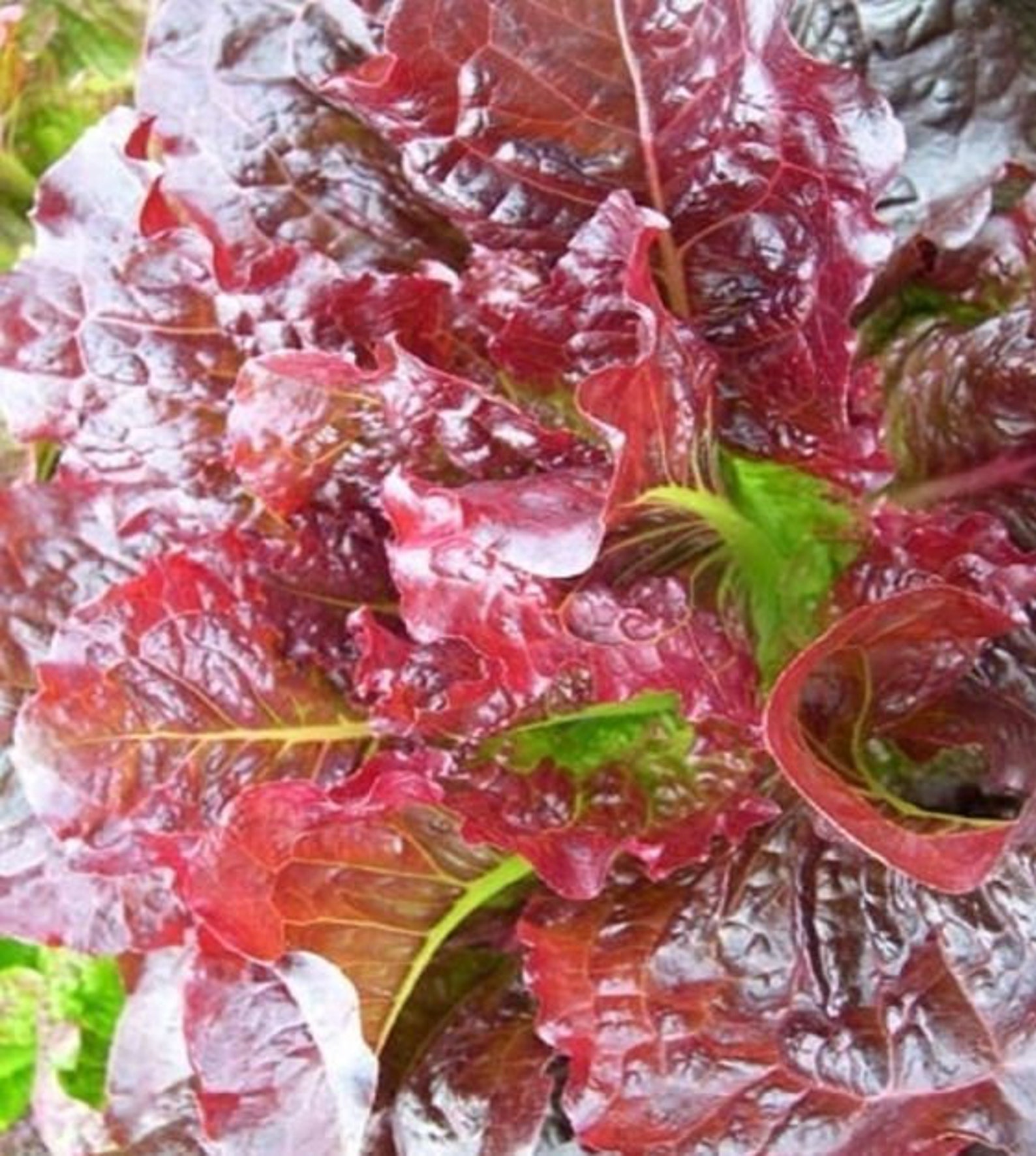 Lettuce Heirloom Outredgeous Seed 100 - Etsy