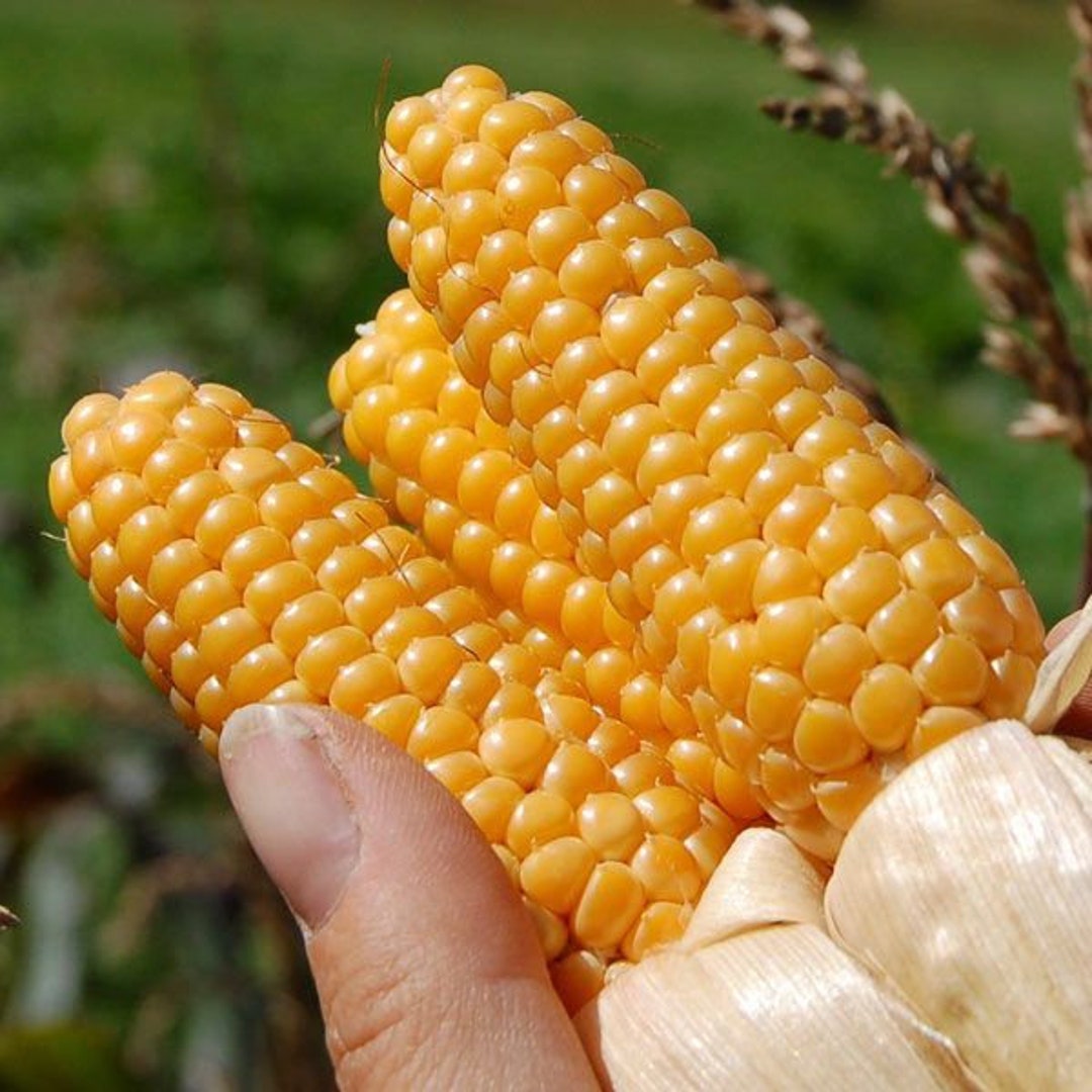 Corn Tom Thumb Organic Popcorn Seed 40 - Etsy