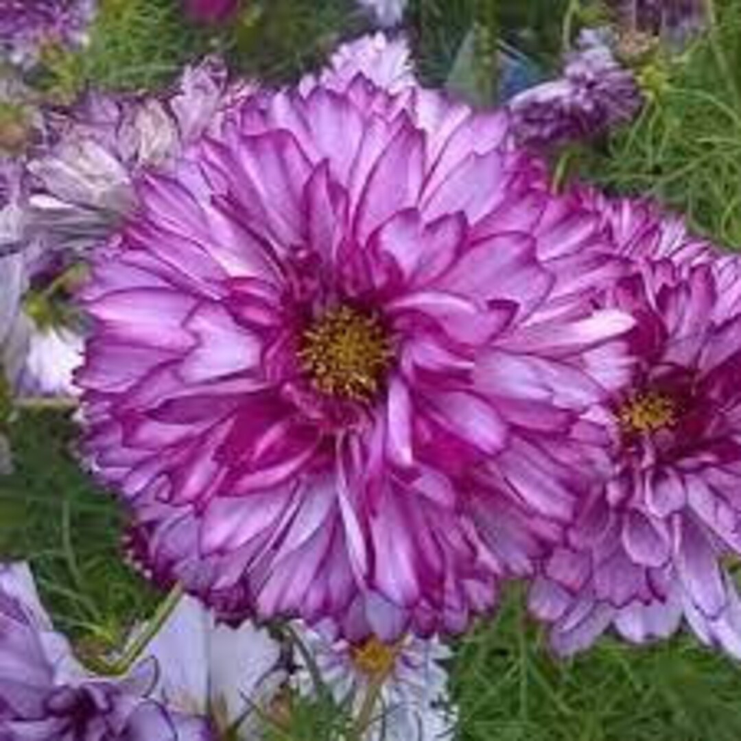 Cosmos Double Click Mix Flower Seed 25 - Etsy