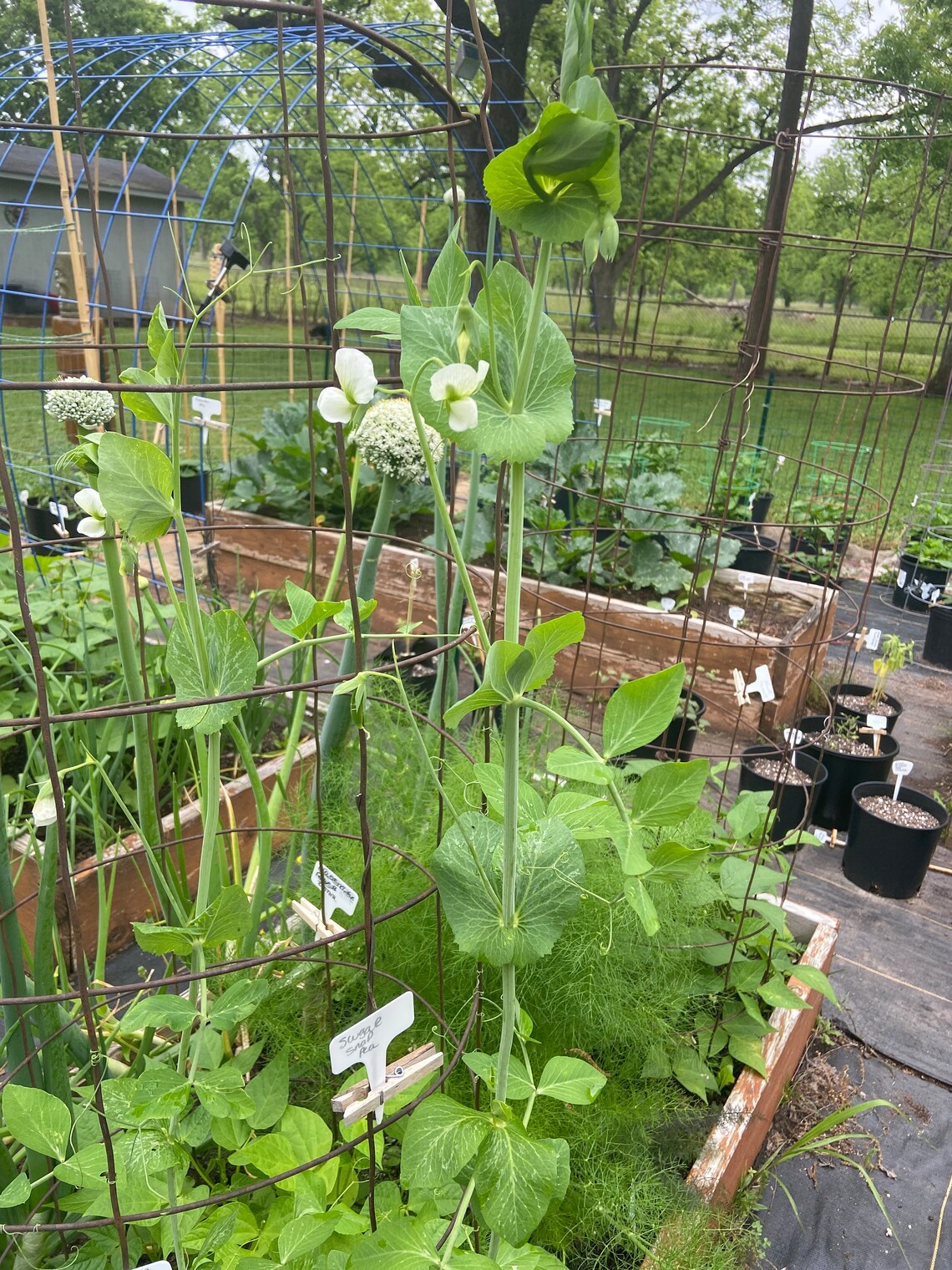 Pea Champion of England Pea Seeds 50 - Etsy