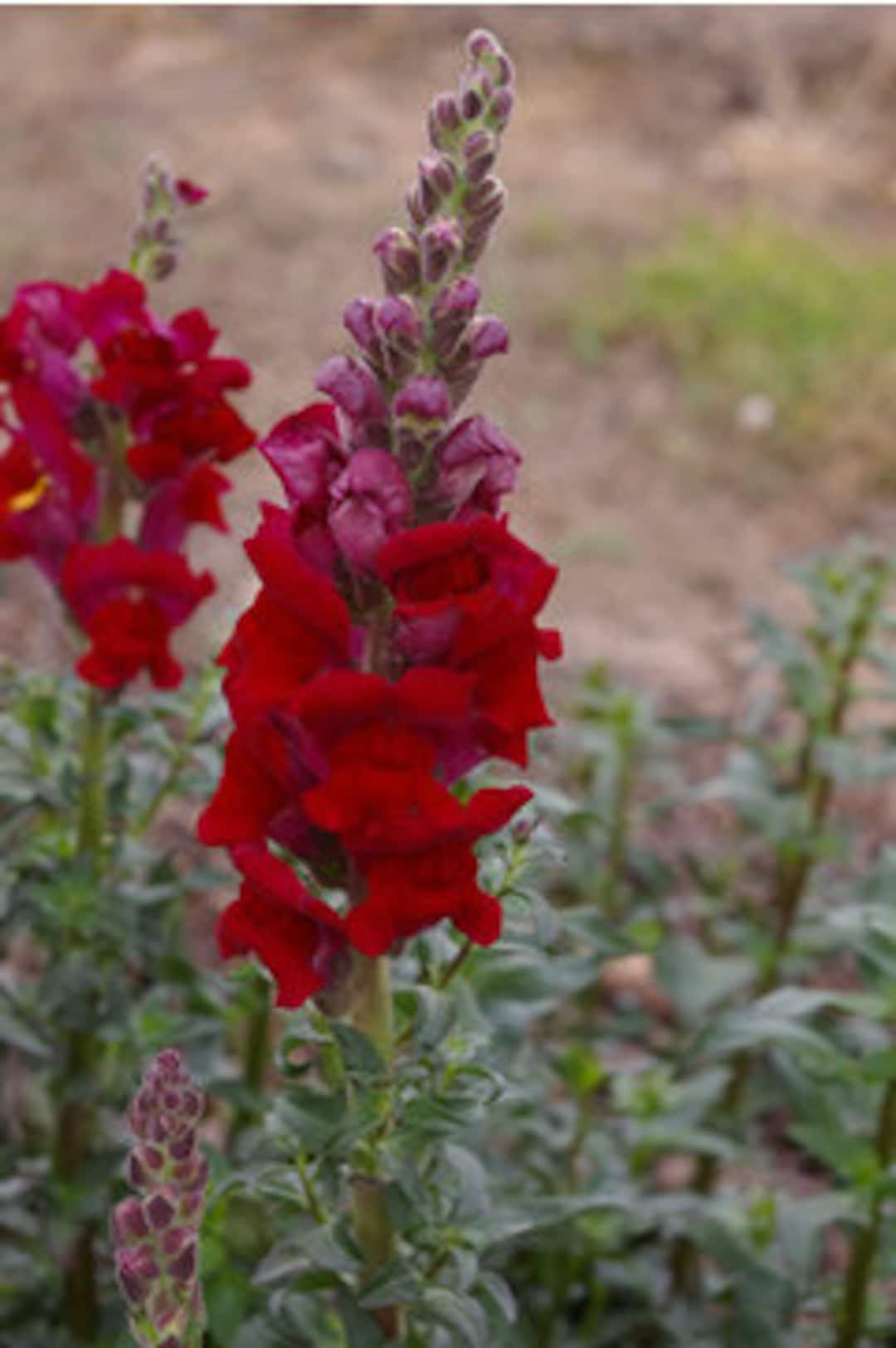 Snapdragon Potomac Red Seeds 40 - Etsy