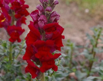 Red Snapdragon Seeds, Potomac Red F1 Snapdragons, 50 Seeds // Open ...