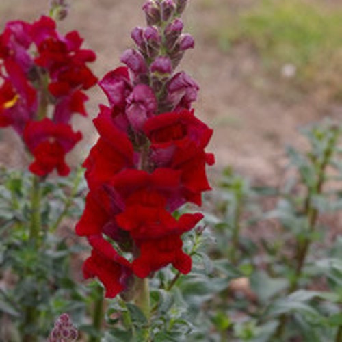 Royal Snapdragon Seeds Potomac Royal F1 X50 Flower Seeds // - Etsy