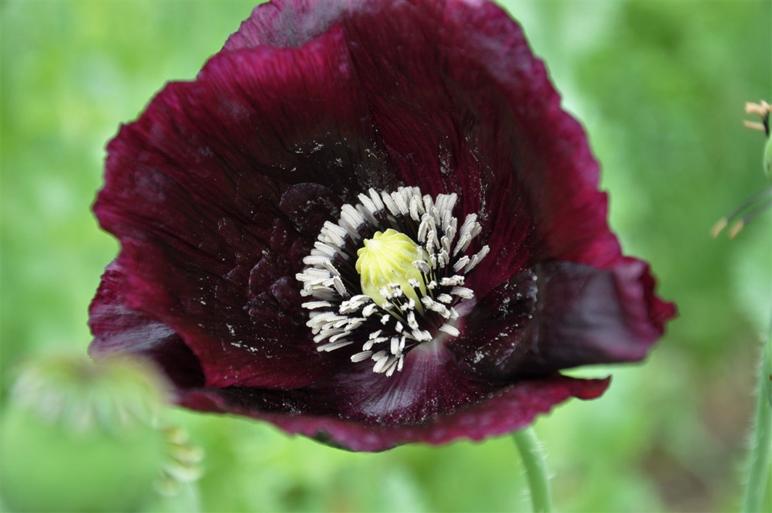 Poppy Black Beauty Poppy Certified Organic Seeds 20 - Etsy