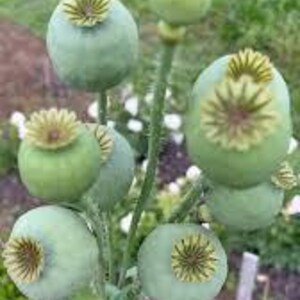 Poppy the Giant Rattle Poppy Heirloom Seeds 50 - Etsy