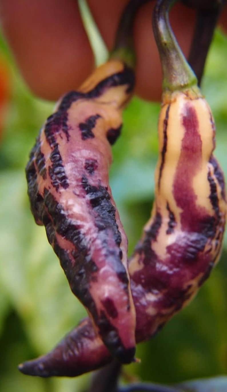 Pepper Pink Tiger Pepper Seeds 15 - Etsy