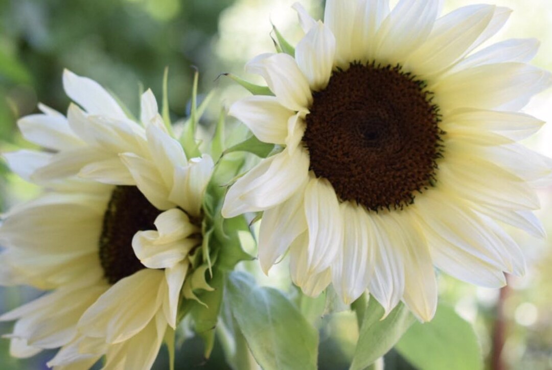 Sunflower Procut White Lite Seed 25 - Etsy