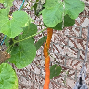 Squash Snake Bean Chinese Python Heirloom Seed 5 - Etsy