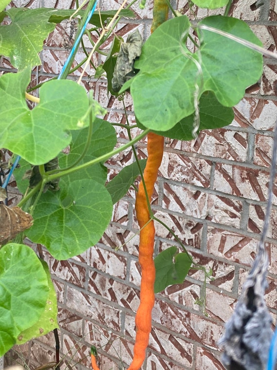 Squash Snake Bean Chinese Python Heirloom Seed 5 - Etsy