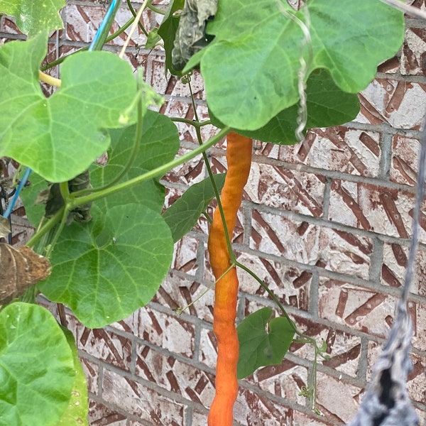 Python Snake Bean Seed - Etsy