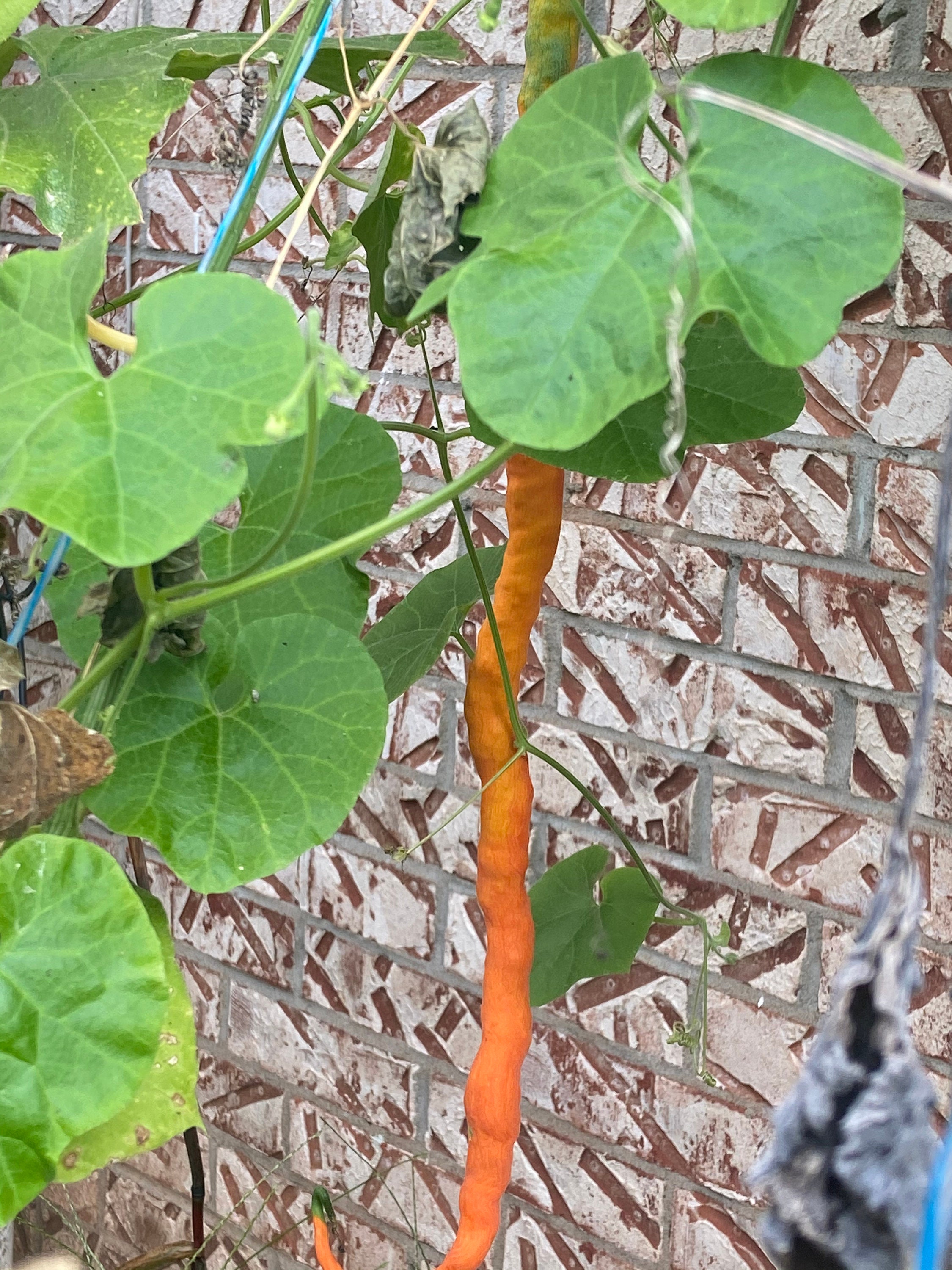 Squash Snake Bean Chinese Python Heirloom Seed 5 - Etsy