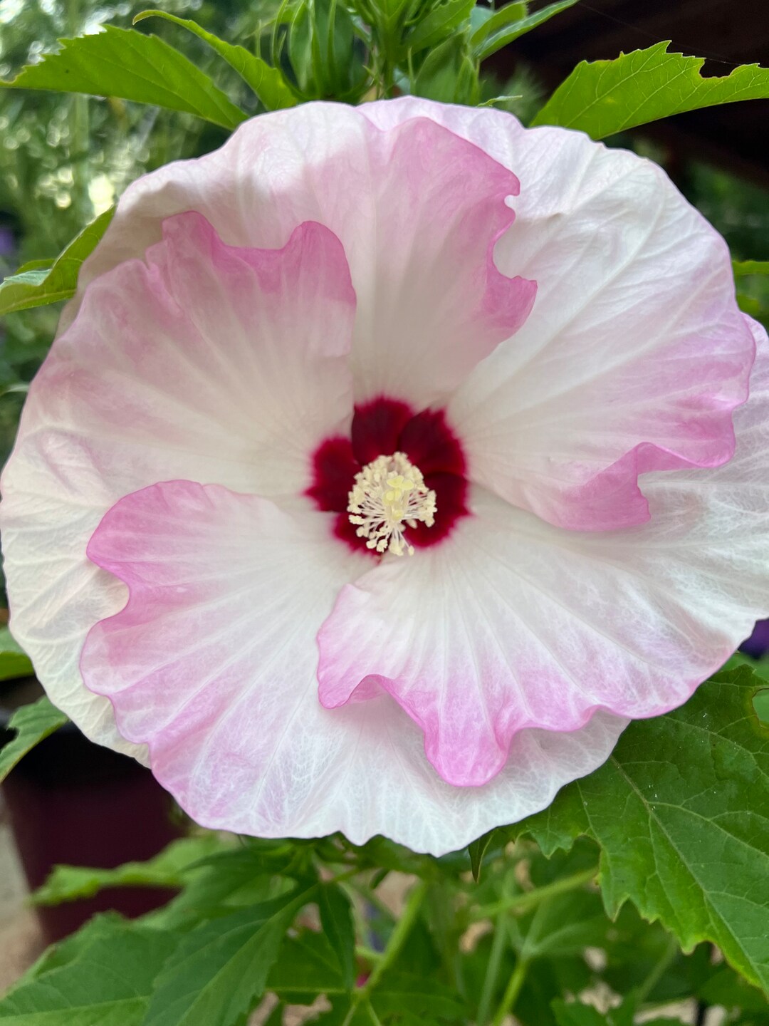 Hibiscus Summerific Cherry Choco Latte Perennial Seed 10 - Etsy