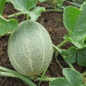Melon Green Nutmeg Certified Organic Seed 30 - Etsy