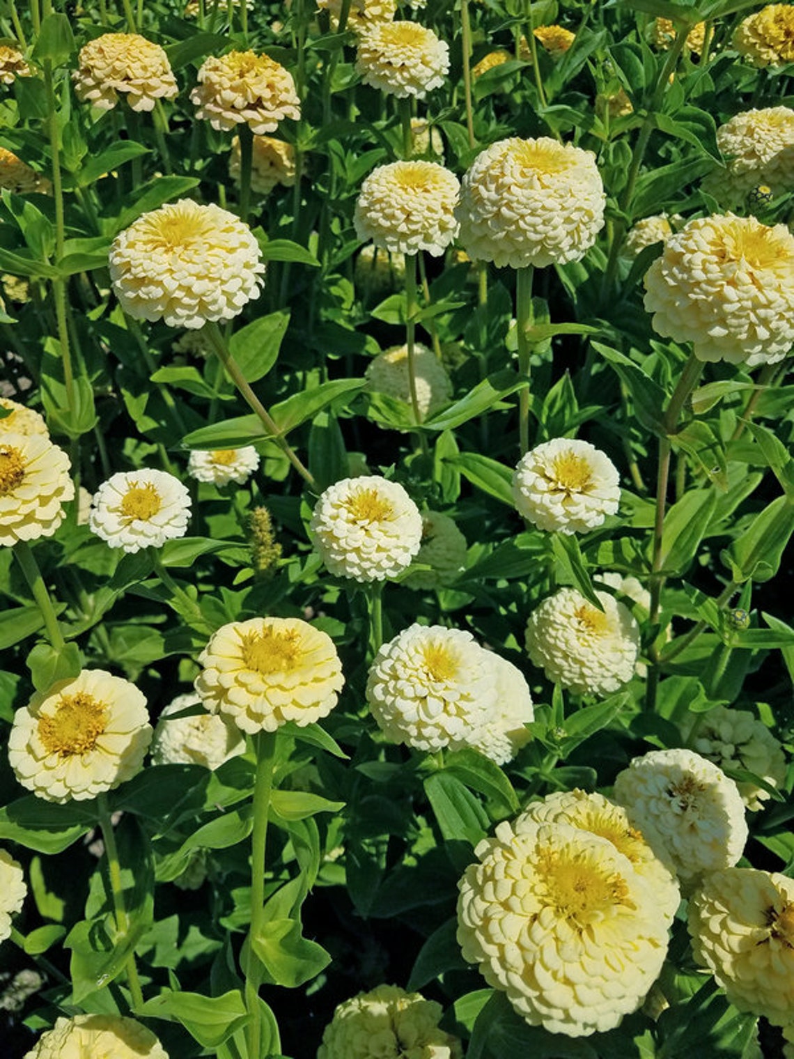 Zinnia Oklahoma Ivory Seeds 25 - Etsy